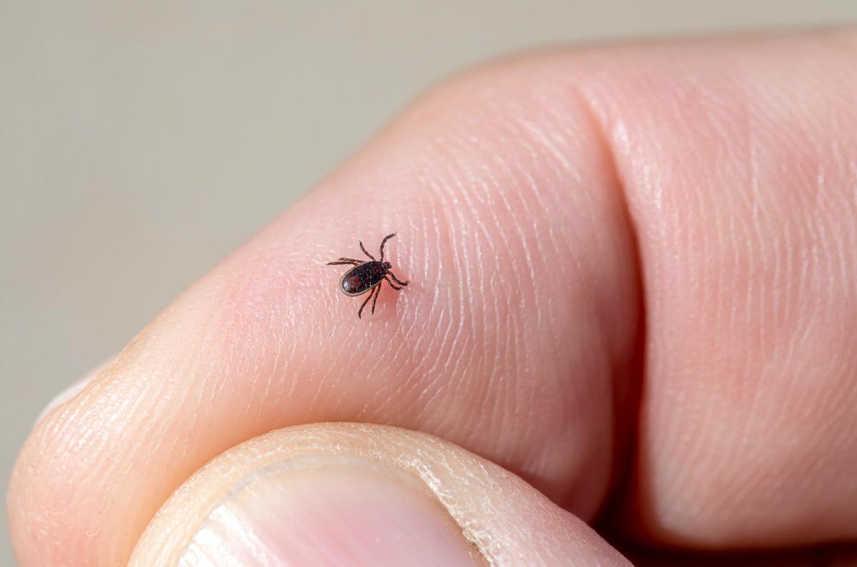 Increasing cases of TBE – learn about infection risk, risk areas and ...